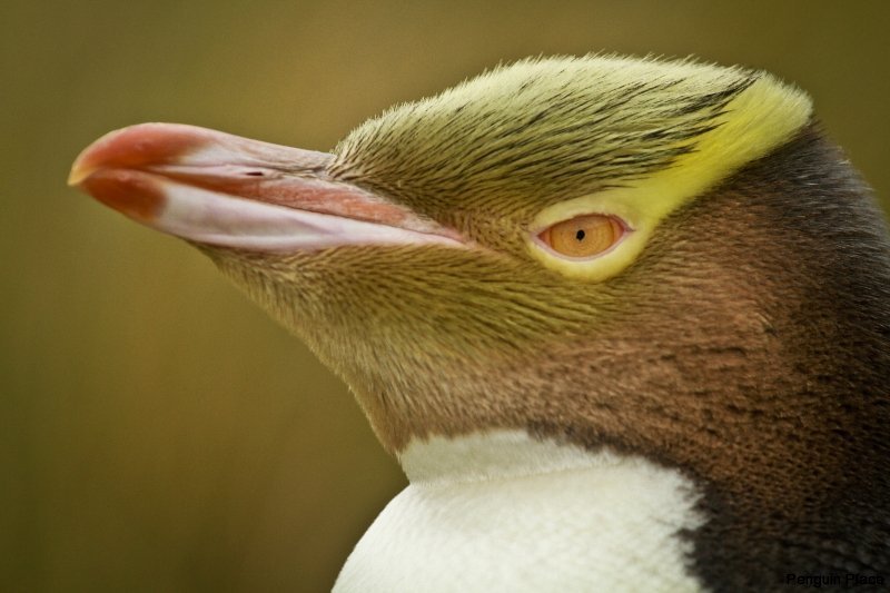 Yellow Eyed Penguins - Hokitika Glass Studio